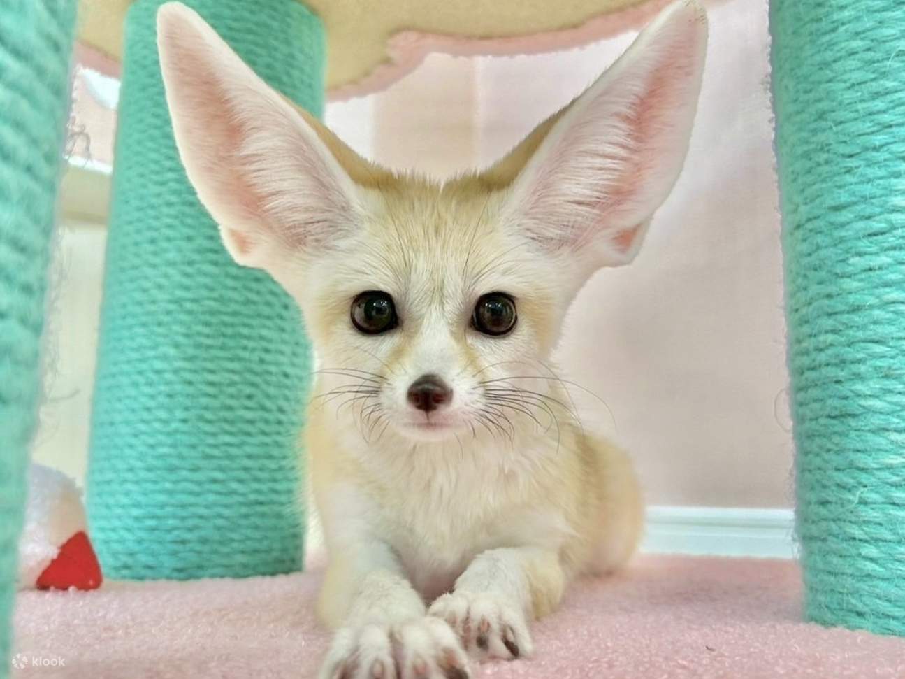 [Fennec House] Fennec Fox Interaction Experience - Klook United States